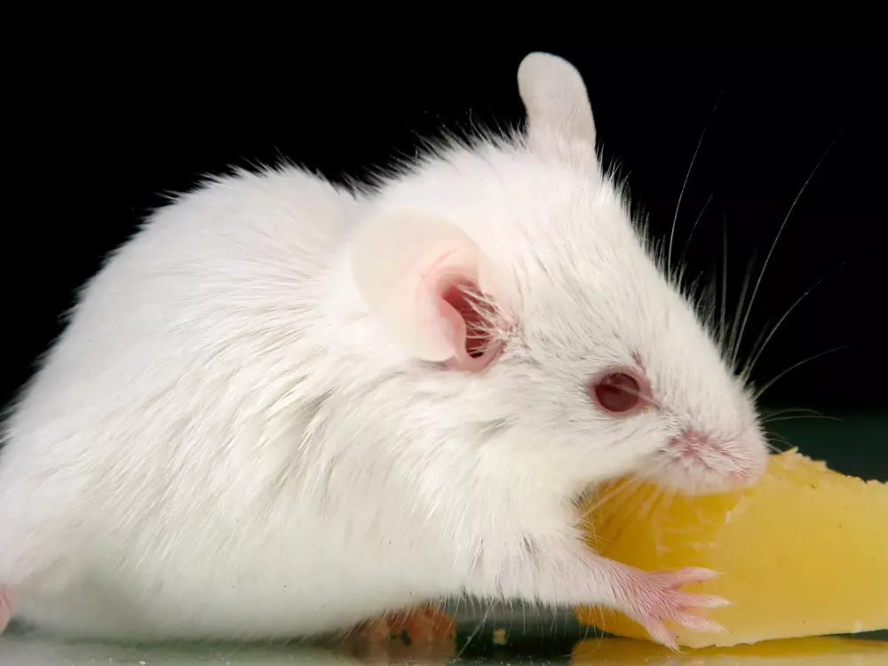 Ένα λευκό ποντίκι που τσιμπάει τυρί