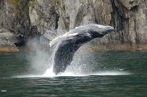 Humpback Whale သီချင်းများသည် အနောက်မှ အရှေ့သို့ ပြန့်ကျဲနေသည်။