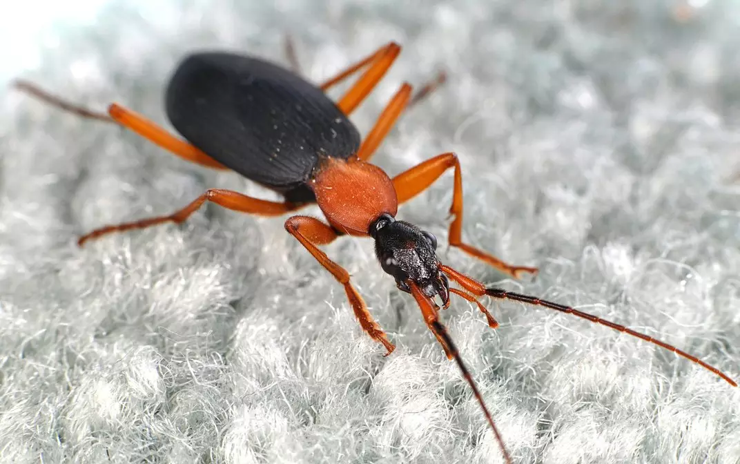 より豊かな家は生物多様性もより豊かです