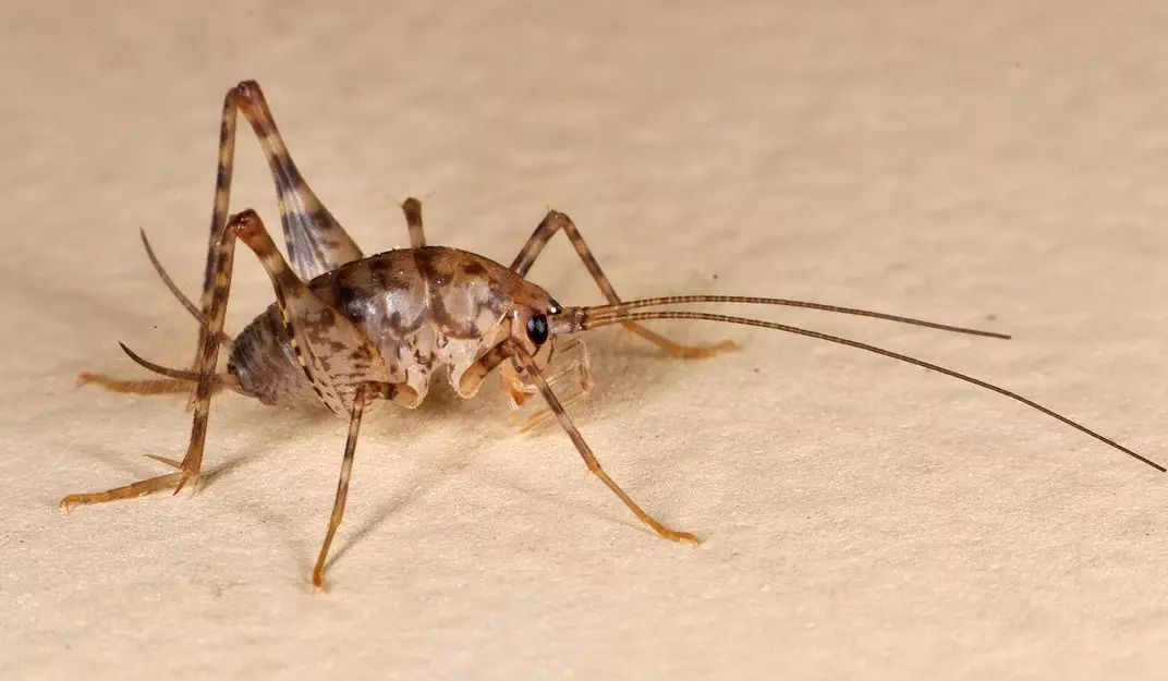 より豊かな家は生物多様性もより豊かです