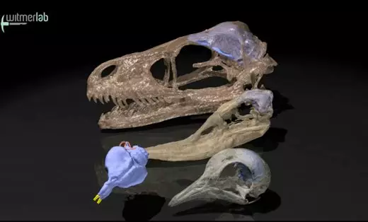 Gli uccelli hanno ereditato il forte senso dell'olfatto dai dinosauri