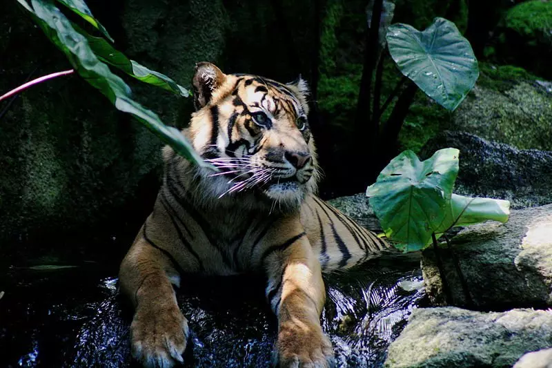 Možda se ne osjećajte tako loše za muškarce Treed by Tigers za pet dana