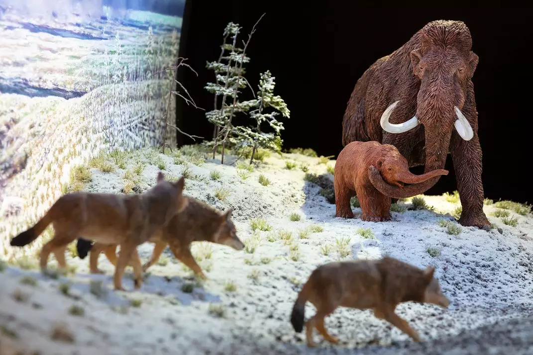 Enmig de tots els fòssils, la nova exposició de dinosaures de l'Smithsonian explica la complexa història de la vida 27551_16