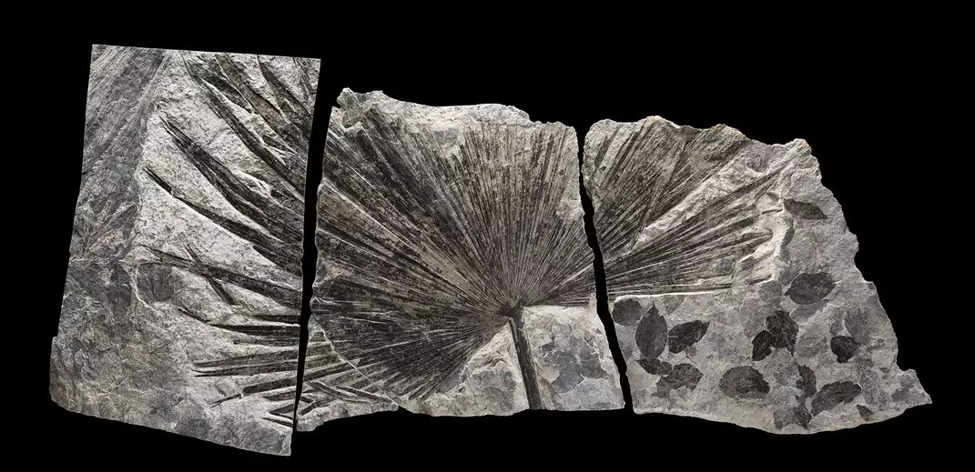 fulla de palmera fòssil