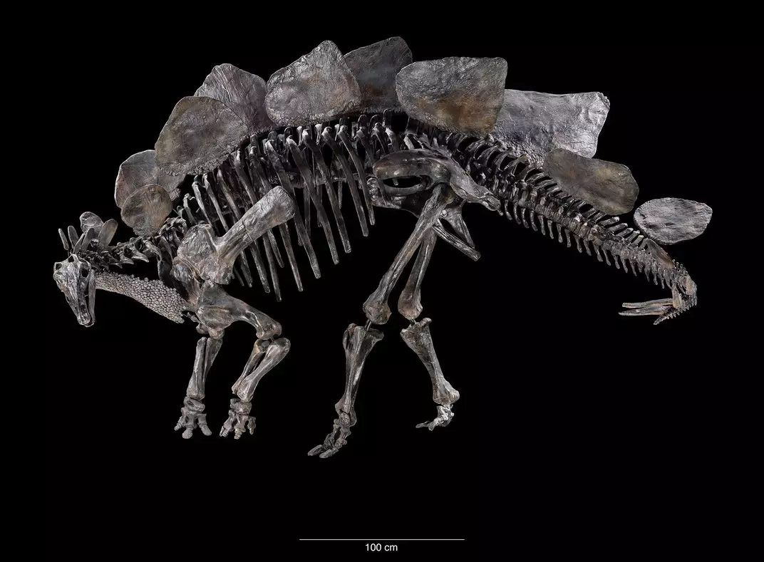 Inmitten all der Fossilien erzählt die neue Dinosaurier-Ausstellung von Smithsonian die komplexe Geschichte des Lebens