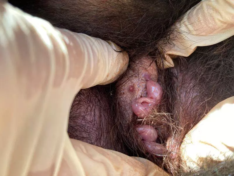 Syaitan Tasmania bayi