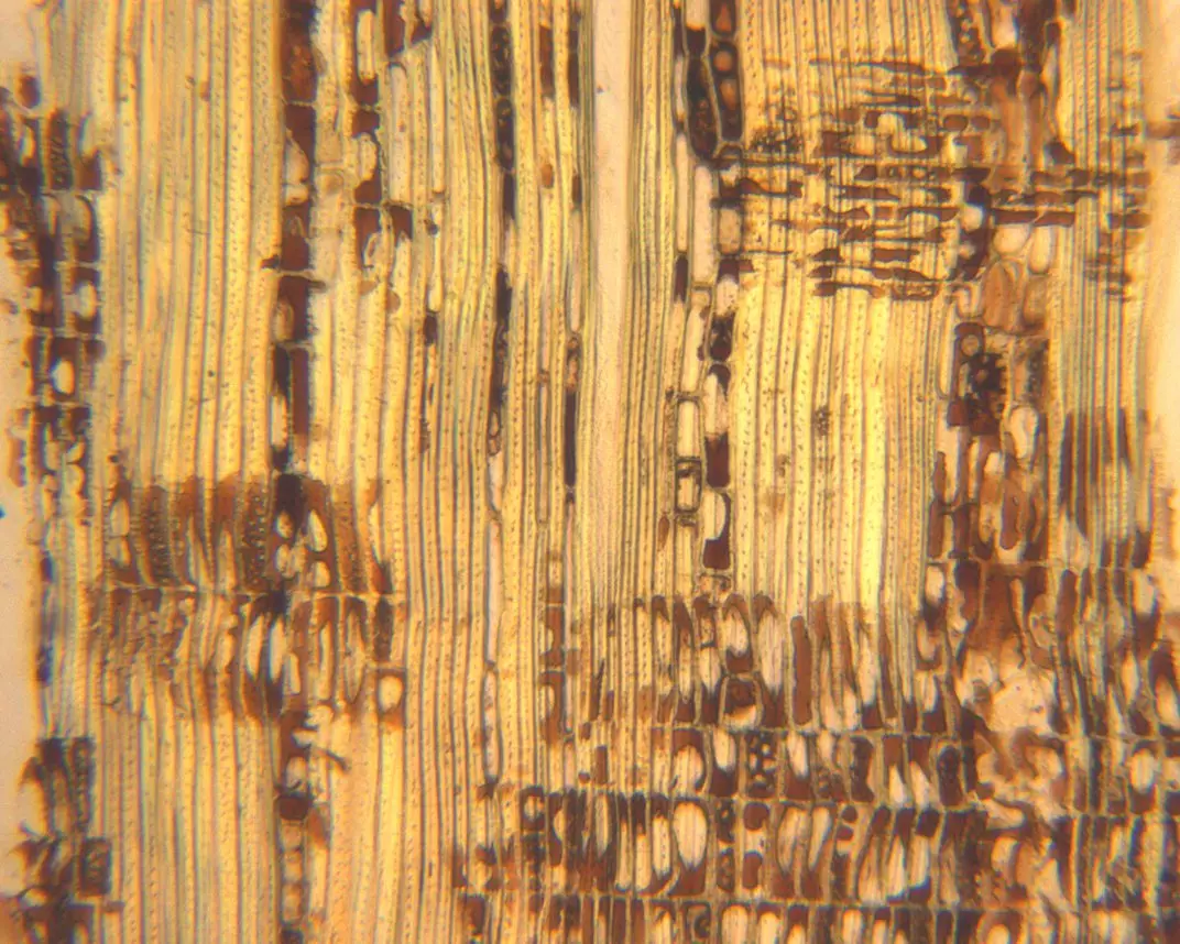 Les scientifiques utilisent cette collection d'échantillons de bois pour lutter contre l'exploitation forestière illégale 27555_5