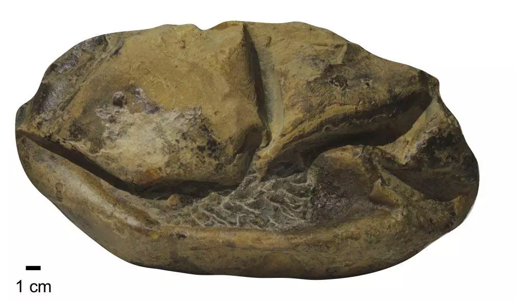 柔らかい殻の化石の卵