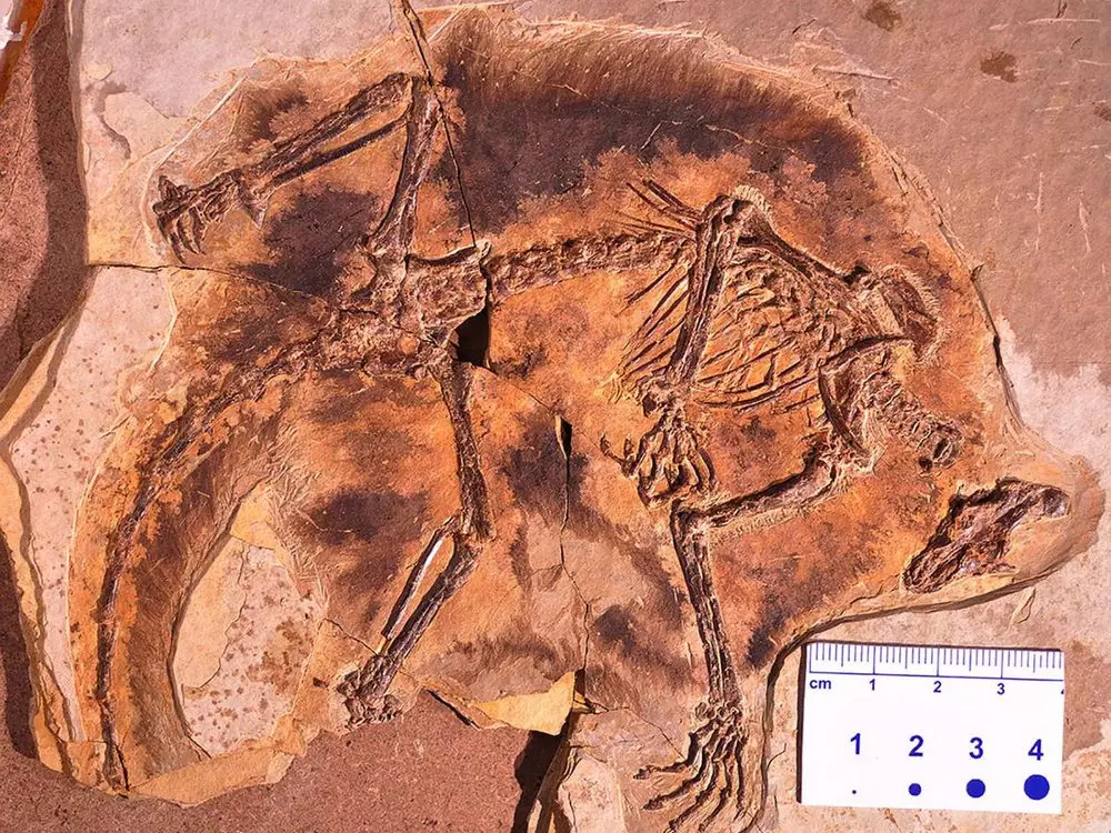 Aussergewéinlech Fossile weisen antike geflügelte Mamendéieren hu vläicht iwwer d'Dinosaurier gegleeft