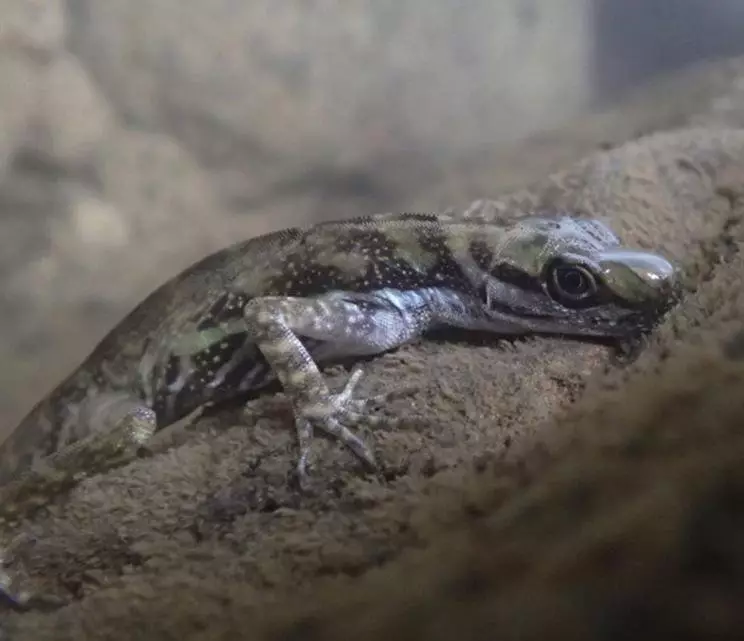 A photo of a lizard underwater with a bubble on the tip of its snout. 