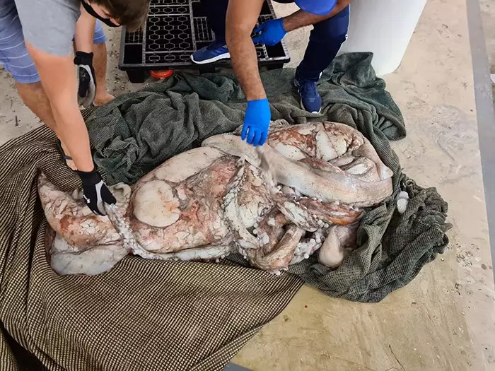 Toje Giant Squid Wẹ Lori Awọn eti okun ti South African Beach 27628_2