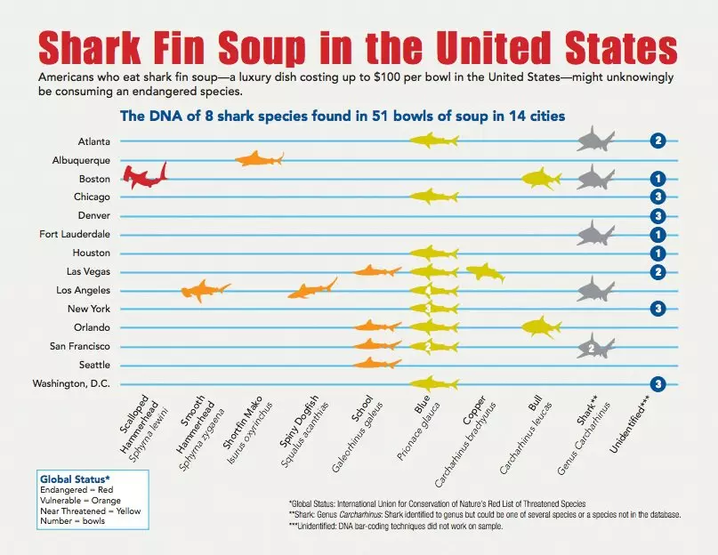 “Shark Fin” çorbasynda näme bar?