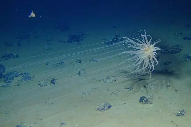 未來的深海採礦場將充滿稀有海洋物種 27680_1