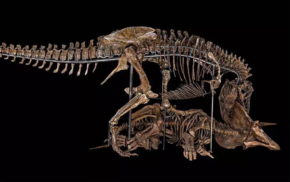 Smithsonian's National Museum of Natural History Ichavhurwazve muna Chikumi