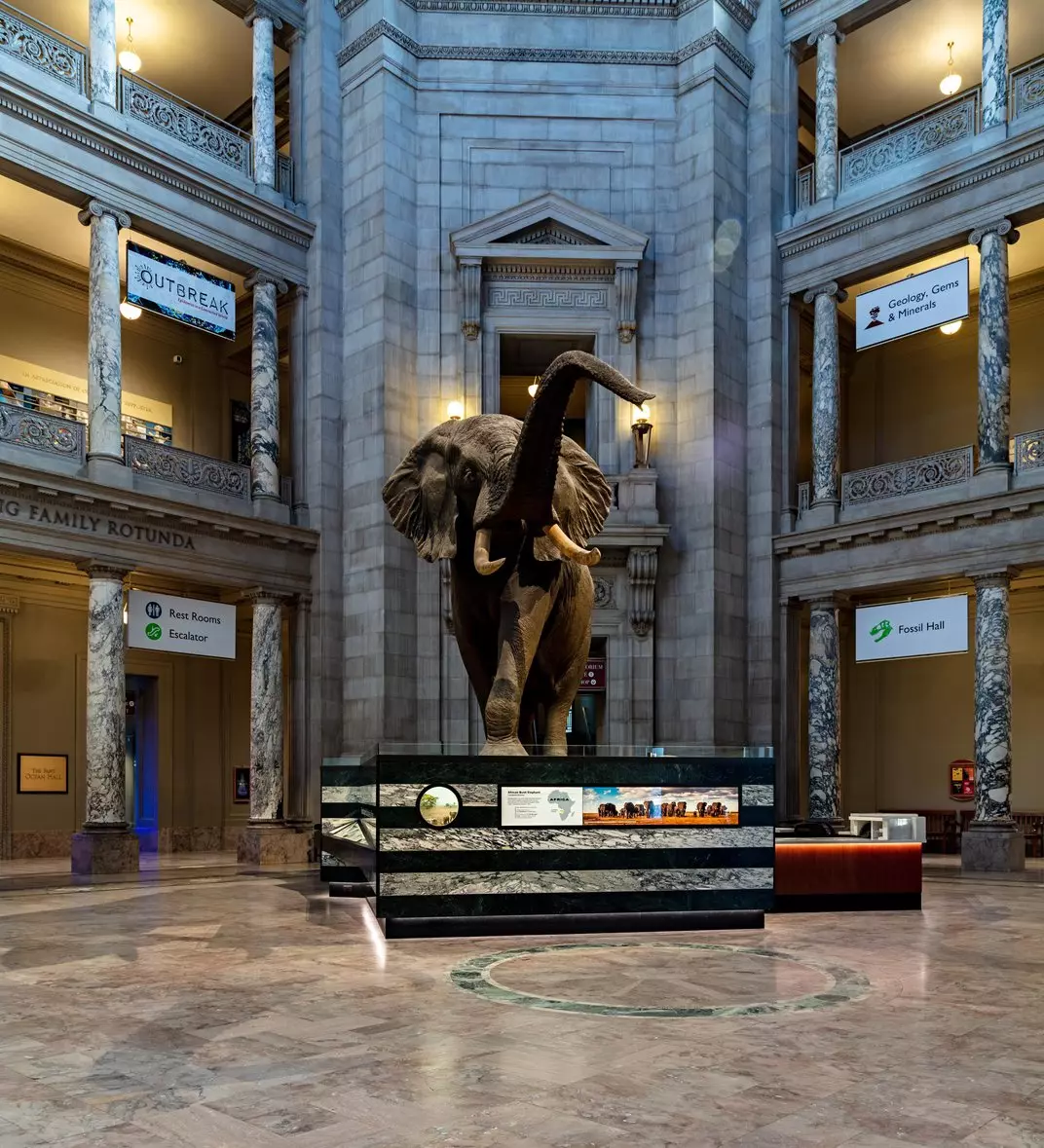 سيعاد افتتاح المتحف الوطني للتاريخ الطبيعي التابع لمؤسسة سميثسونيان في يونيو