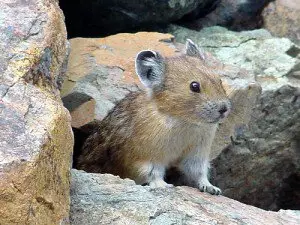 Hur kommer klimatförändringarna att påverka Pika?