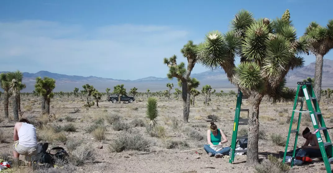 သစ်ပင်တစ်ပင်နဲ့ ပိုးဖလံတွေက Mojave သဲကန္တာရကို ဘယ်လိုပုံဖော်တာလဲ။