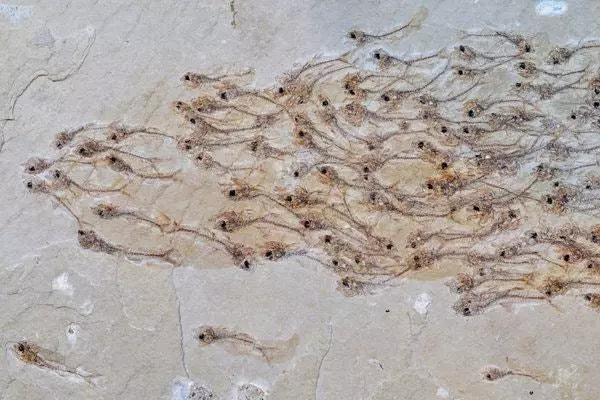 Ali je ta fosil pravočasno zamrznil plavalno šolo rib?
