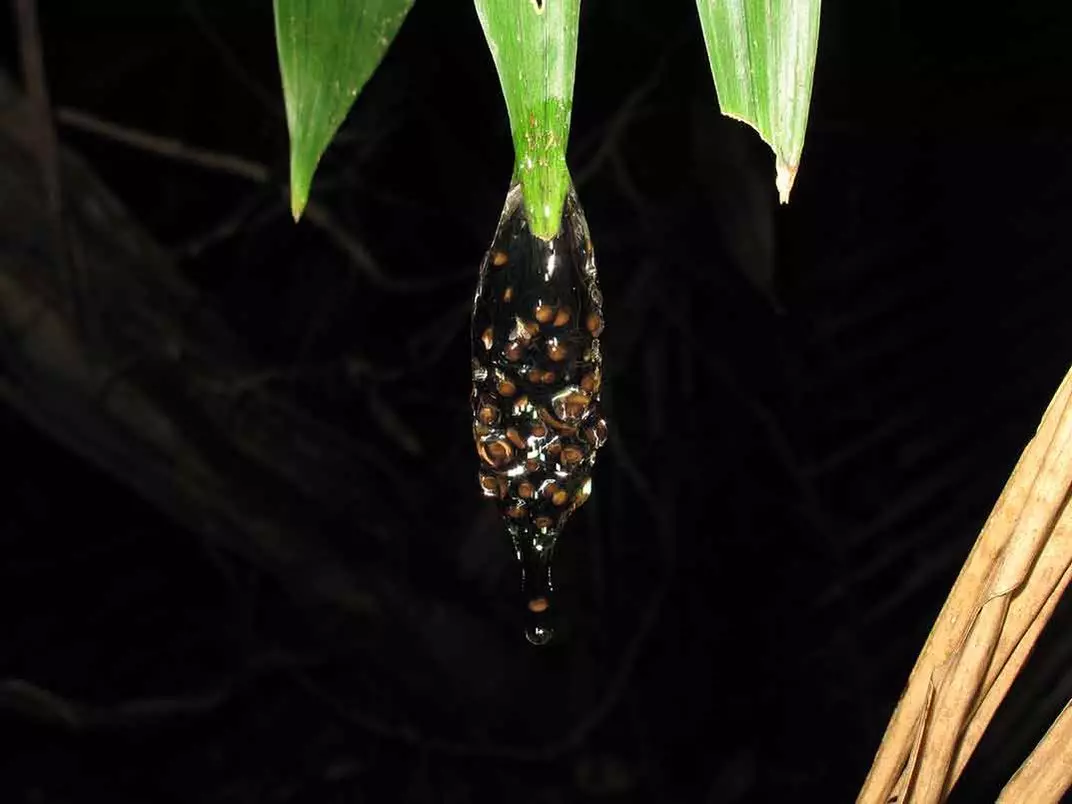 Wann Frogs Pull the Curtain: D'Virdeeler vun der Mating am Geheimnis 27804_10