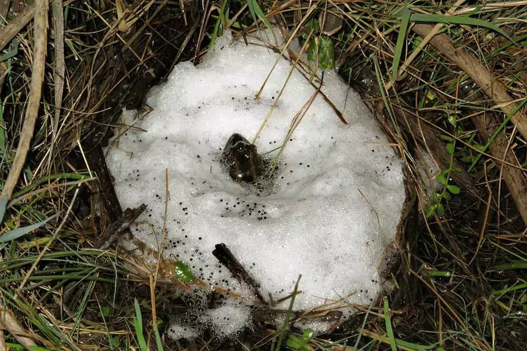 Wann Frogs Pull the Curtain: D'Virdeeler vun der Mating am Geheimnis 27804_5