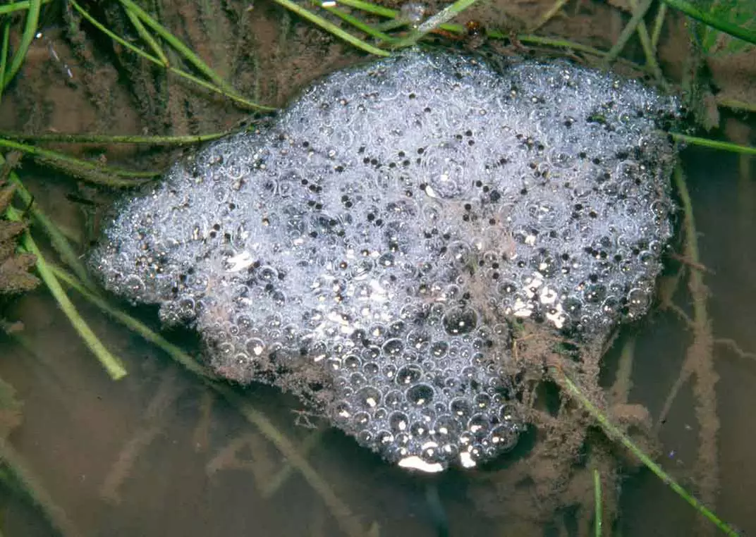 Wann Frogs Pull the Curtain: D'Virdeeler vun der Mating am Geheimnis 27804_7