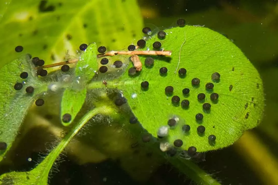 Wann Frogs Pull the Curtain: D'Virdeeler vun der Mating am Geheimnis 27804_9