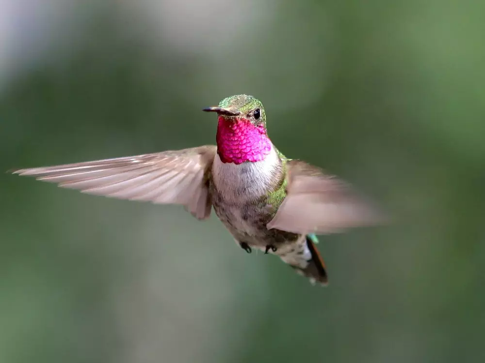 burung kolibri ekor lebar jantan