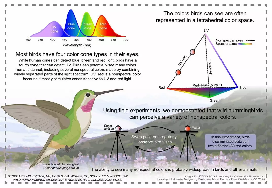 Hummingbird စမ်းသပ်မှု အင်ဖိုဂရပ်ဖစ်