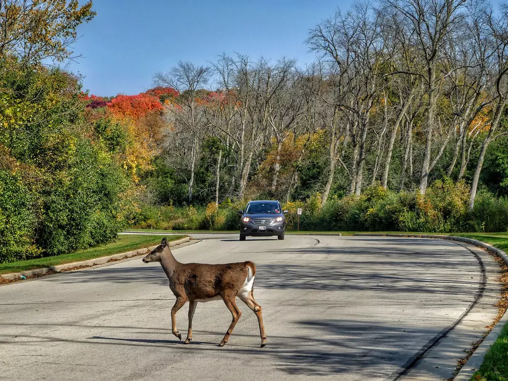 Fotografija jelena koji prelazi cestu dok se približava automobil