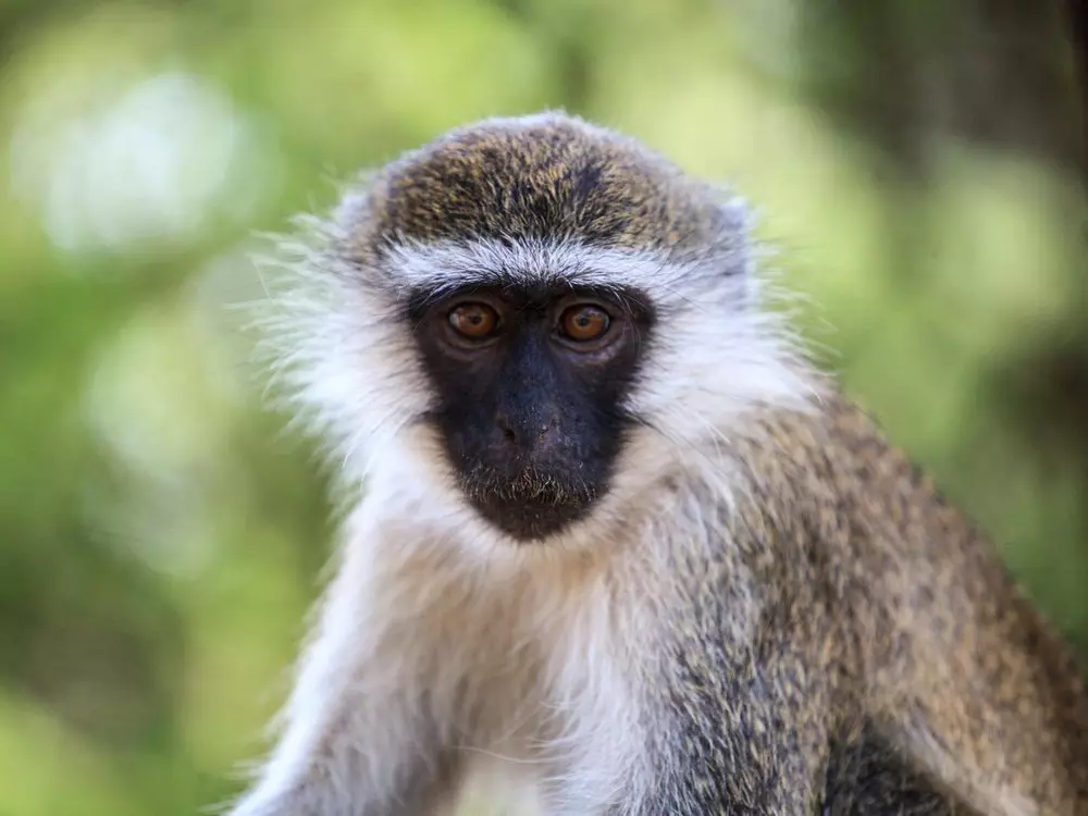 Les singes verts empruntent l'appel d'avertissement de l'aigle de leurs cousins lorsque les drones sont proches