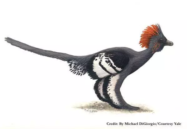 20110520083205Anchiornis-awọn awọ.jpg