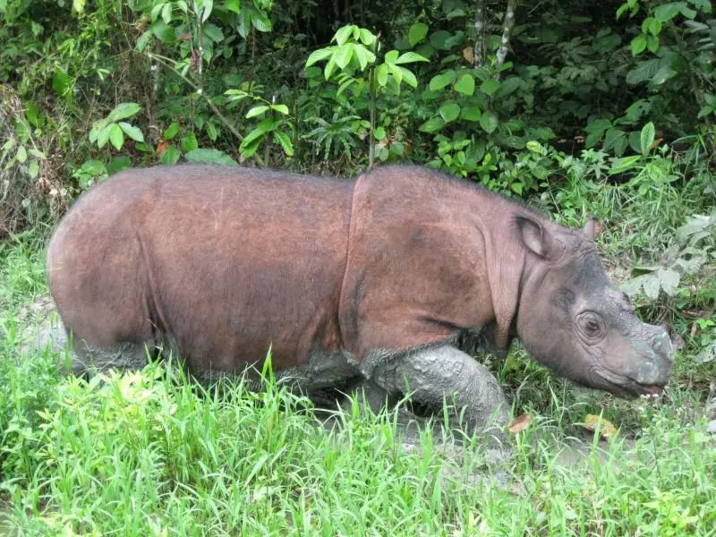 Ua Malie le Manu Sumatran Tama'a Mulimuli a Meleisia