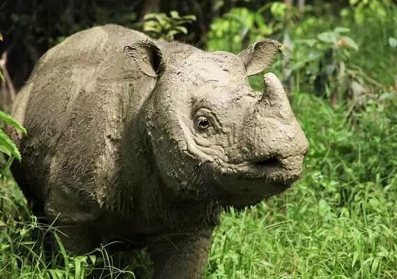 Nwa nwoke Sumatran Rhinoceros ikpeazụ nke Malaysia anwụọla