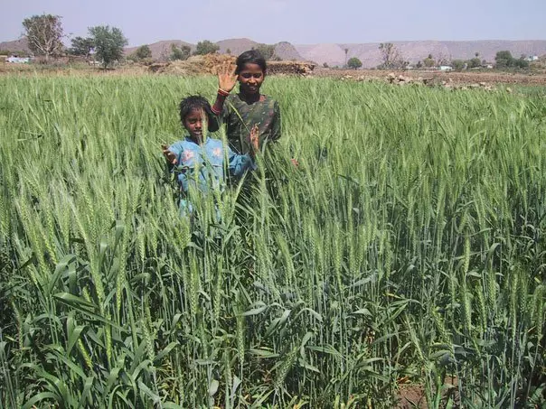 Irigated-wheat-field.jpg