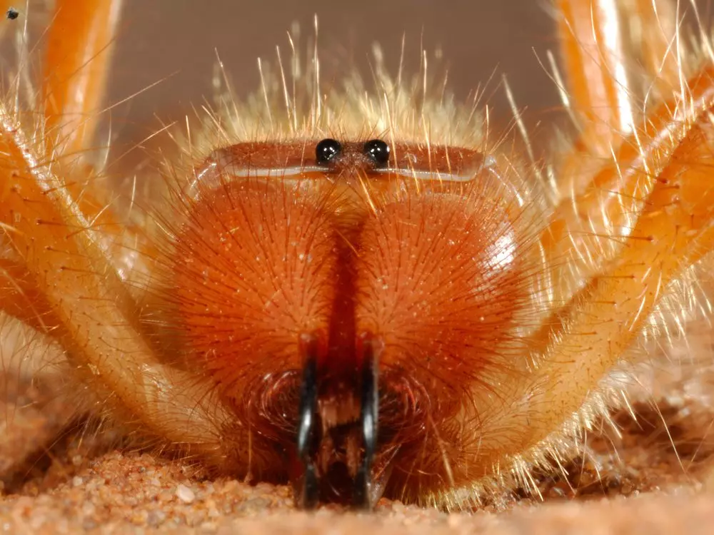 Kamielspinnen binne fluch, fûleindich en ôfgryslik fassinearjend