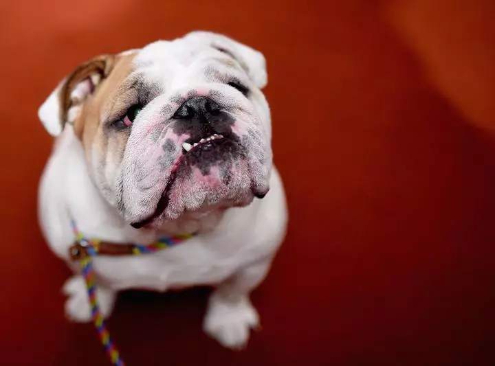 Bulldog Sangat Tidak Sehat, Tapi Mungkin Tidak Ada Keragaman Gen yang Cukup untuk Menyelamatkan Mereka