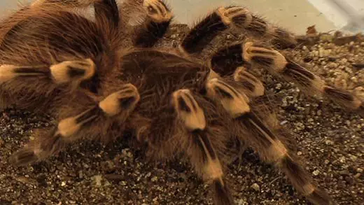 Ushqyerja e tarantulave në kopshtin zoologjik të insekteve