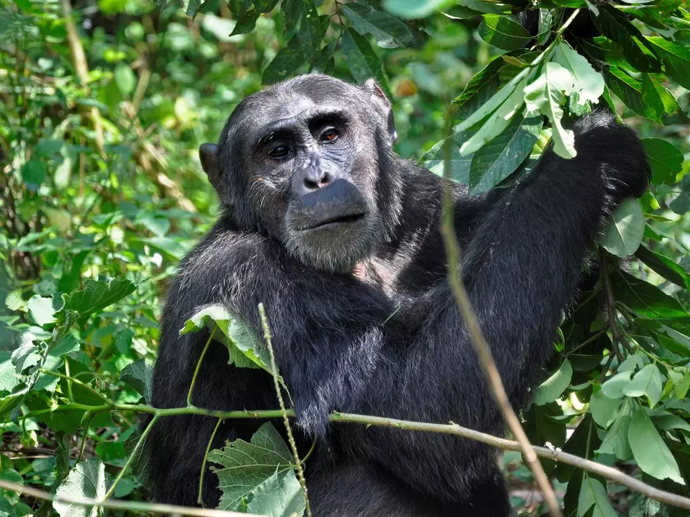 Ang mga Chimps Nakita nga Nagbuak-buak nga mga Kabhang sa Pagong—Una