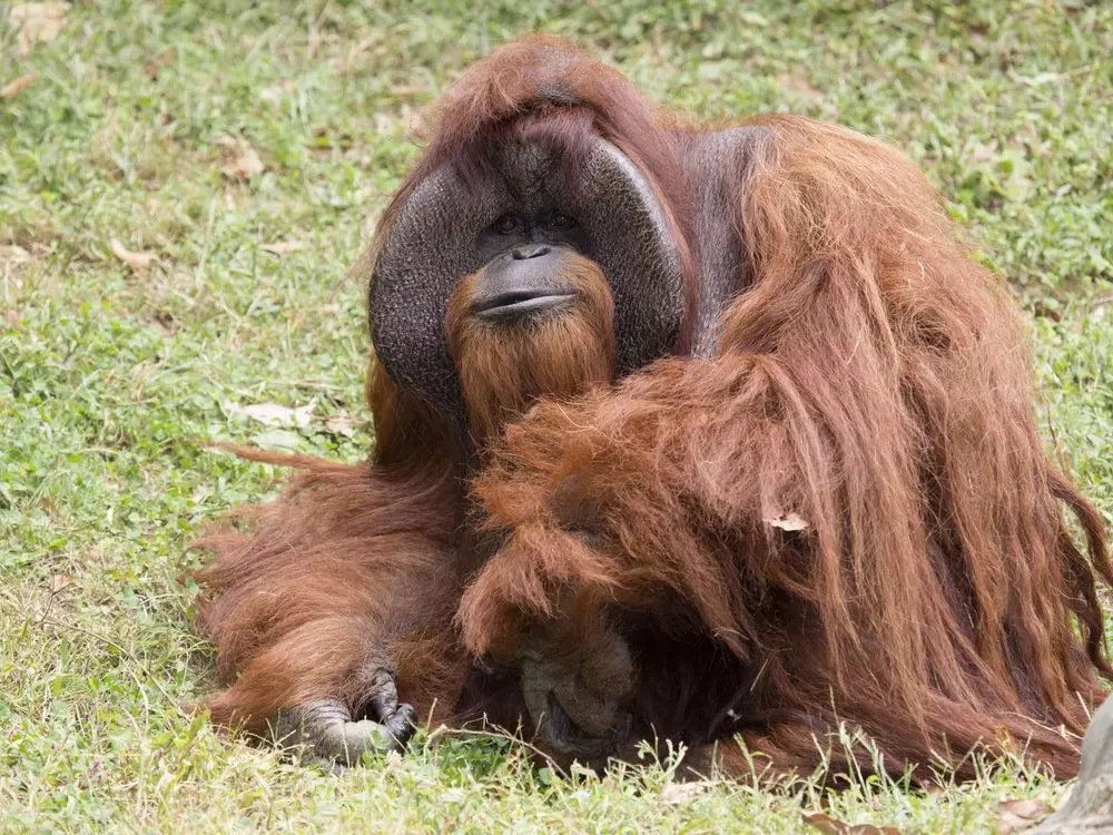 Si Chantek, usa ka Orangutan nga Nakahibalo sa Sign Language, Namatay sa edad nga 39