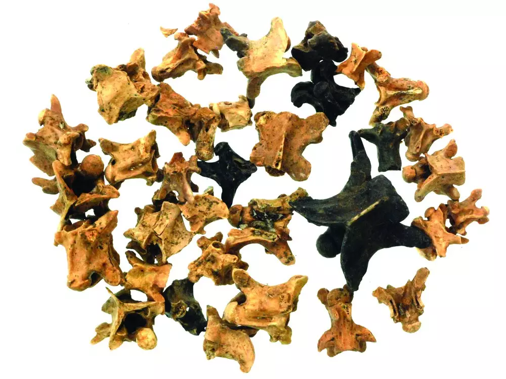 Vertebre da rettile