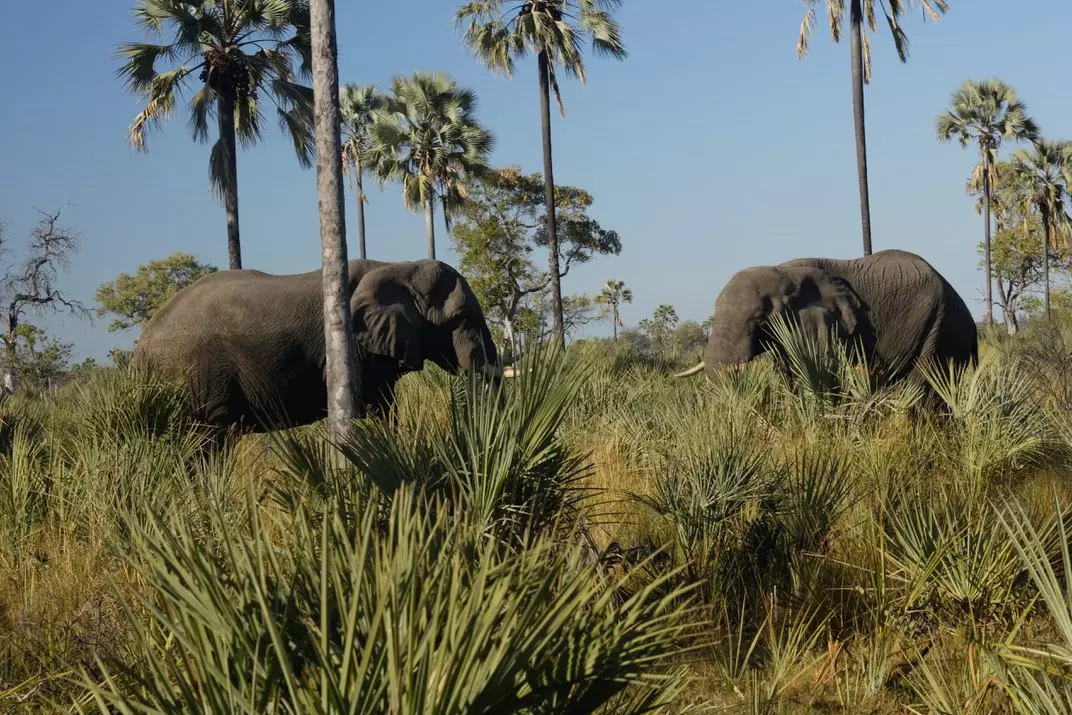 Vyf dinge om te weet oor Botswana se besluit om die verbod op olifante op te hef