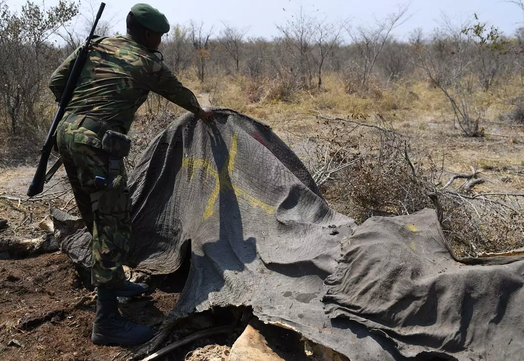 Vyf dinge om te weet oor Botswana se besluit om die verbod op olifante op te hef