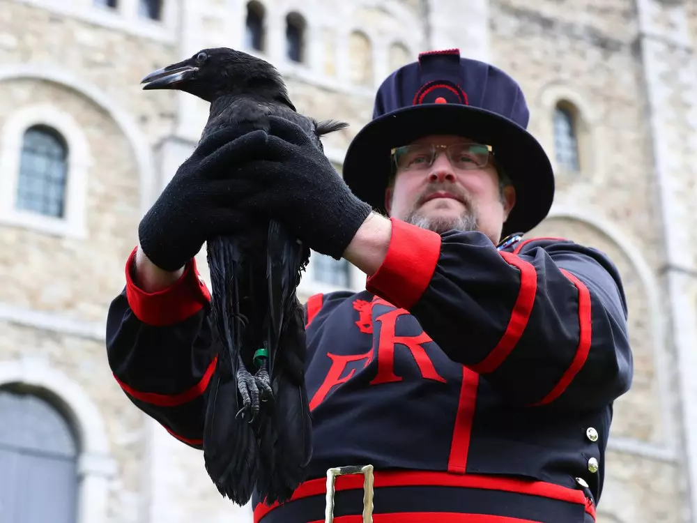 Ravenmaster Chris Skaife trzyma Branwen, najnowszego ptaka, który dołączył do grzędy w Tower of London.