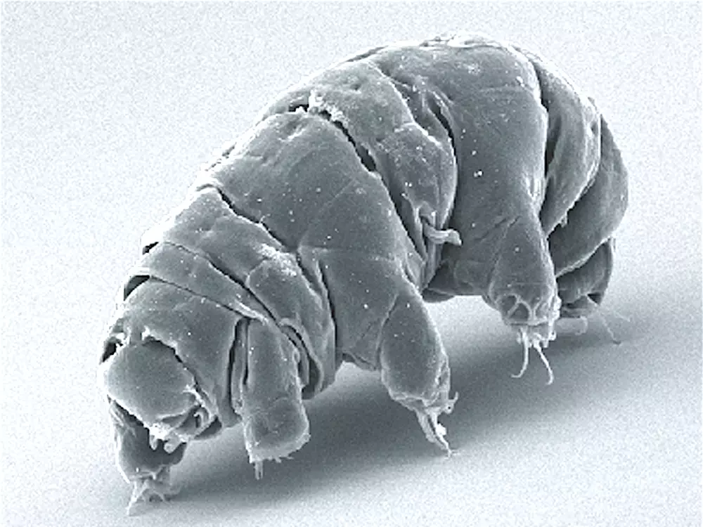 Foto close up tardigrade, organisma mikroskopik. Tardigrade mempunyai pelbagai segmen dan mempunyai kaki gemuk.