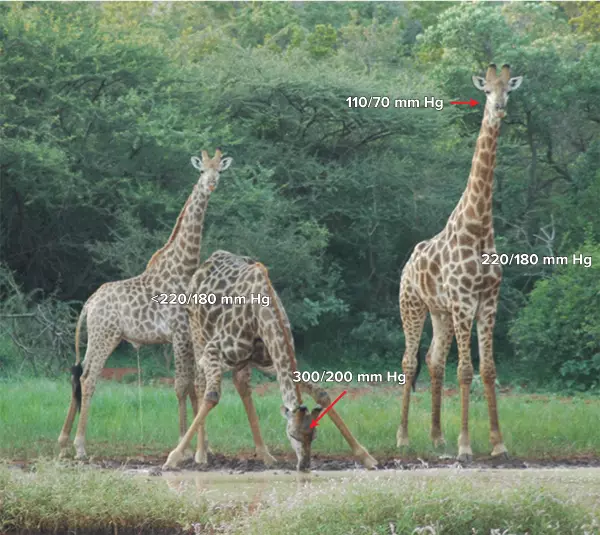 Fa'atotoga o le Giraffe