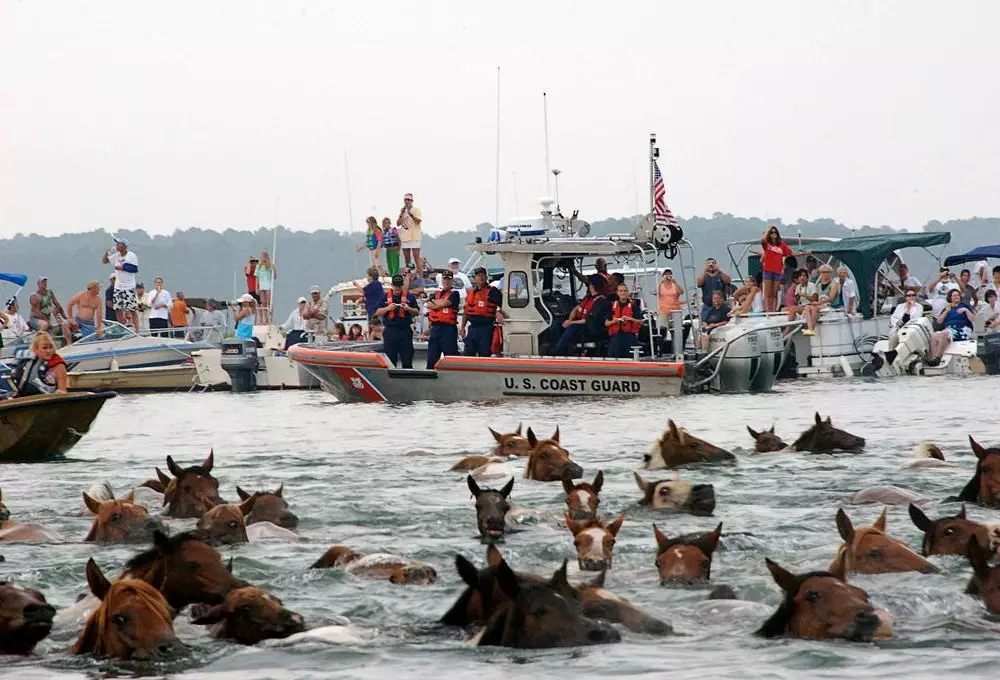 Ikusi Chincoteague Poniak bere 91. urteko igeriketa osatzen