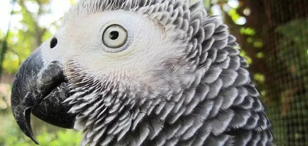 Um novo estudo revela que o papagaio cinza africano é capaz de raciocínio abstrato.