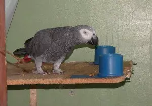 Um papagaio seleciona entre as latas como parte do estudo.