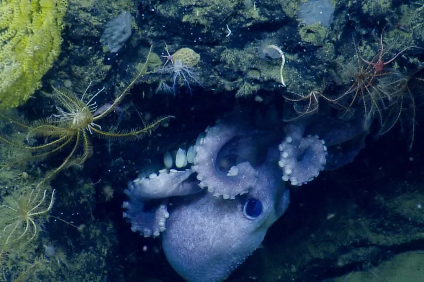 Изследователите откриват мистериозно лилаво кълбо на Нормандските острови 28172_1