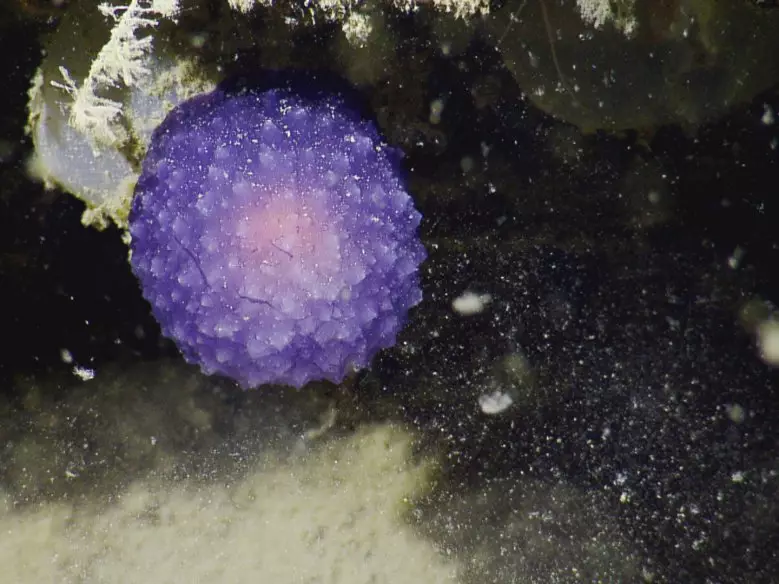 Riċerkaturi Sib Mysterious Purple Orb fiċ-Channel Islands 28172_2